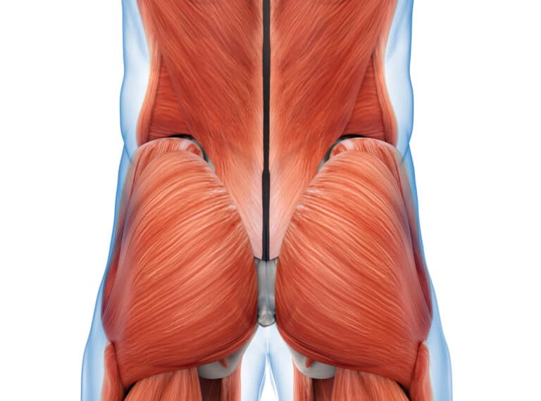 Muscles du dos : mieux les connaître et les comprendre pour mieux les ...